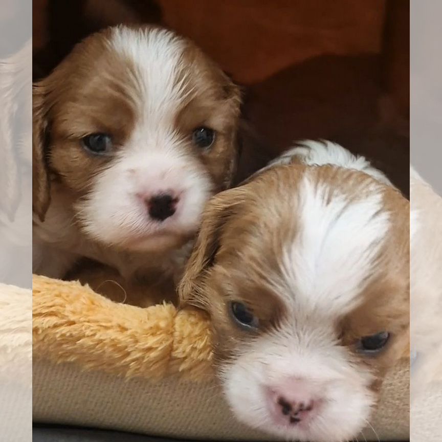 Кавалер кинг-чарльз-спаниель, щенок