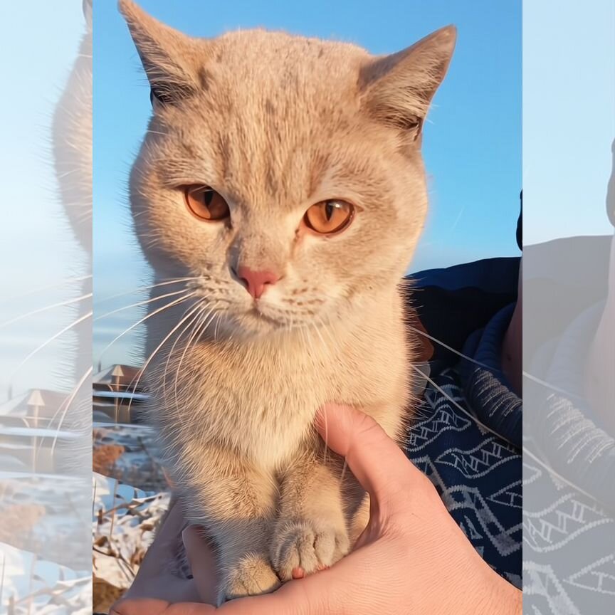 Взрослый кот в добрые руки