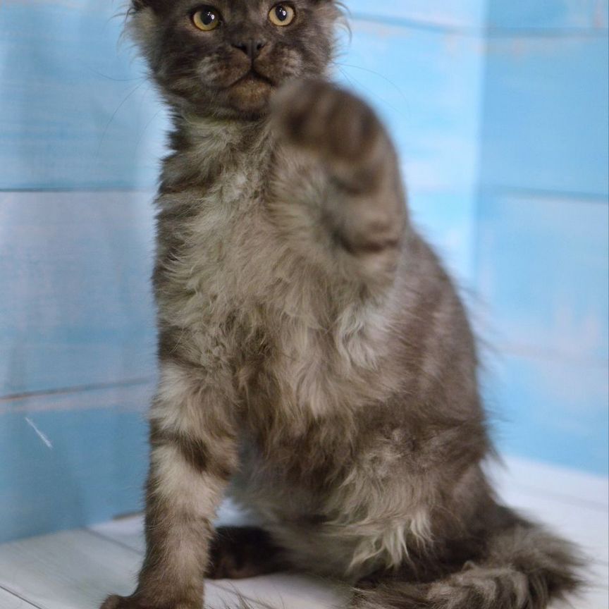 Котёнок Мейн-Кун