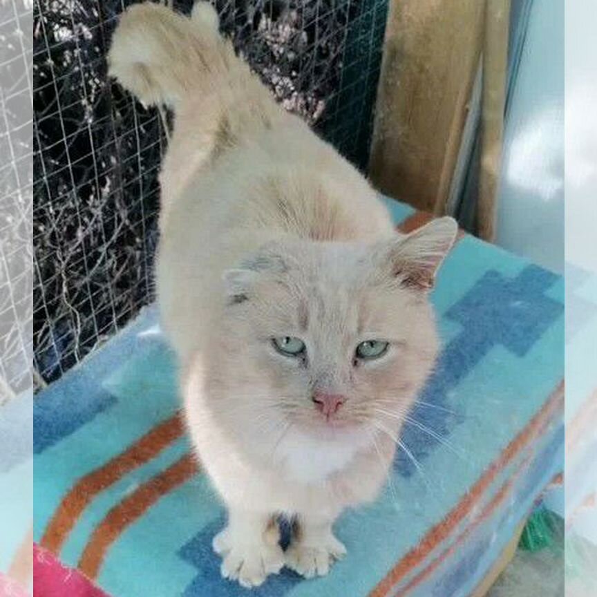 Котик который не нужен там где жил