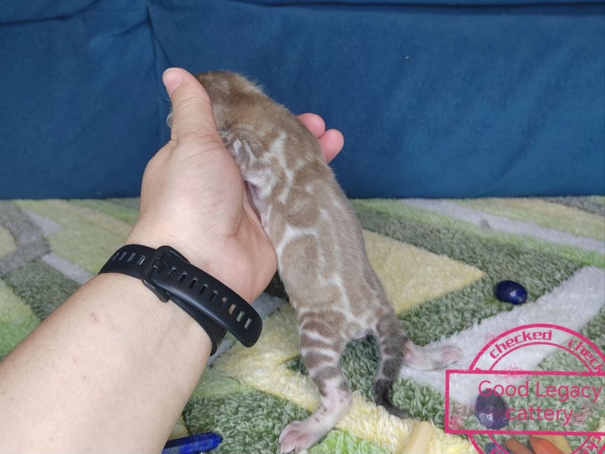 Питомник бенгальских кошек