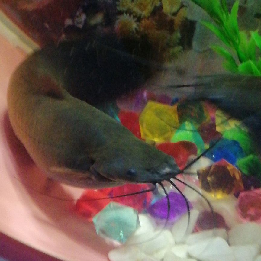 Мешкожаберный сом