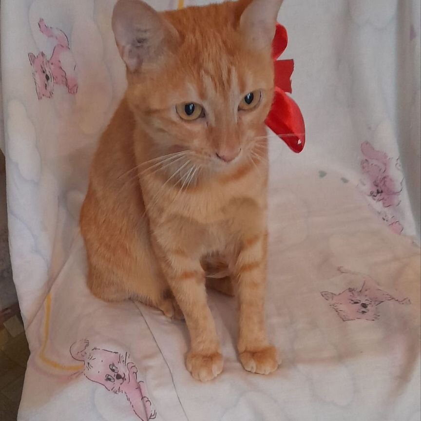 Стерилизованная Голди