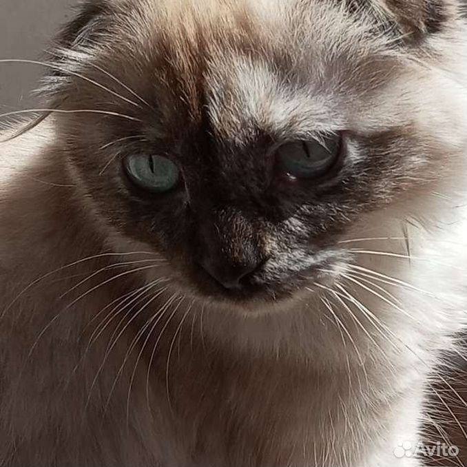 Кошка шотландца+меконгский бобтейл