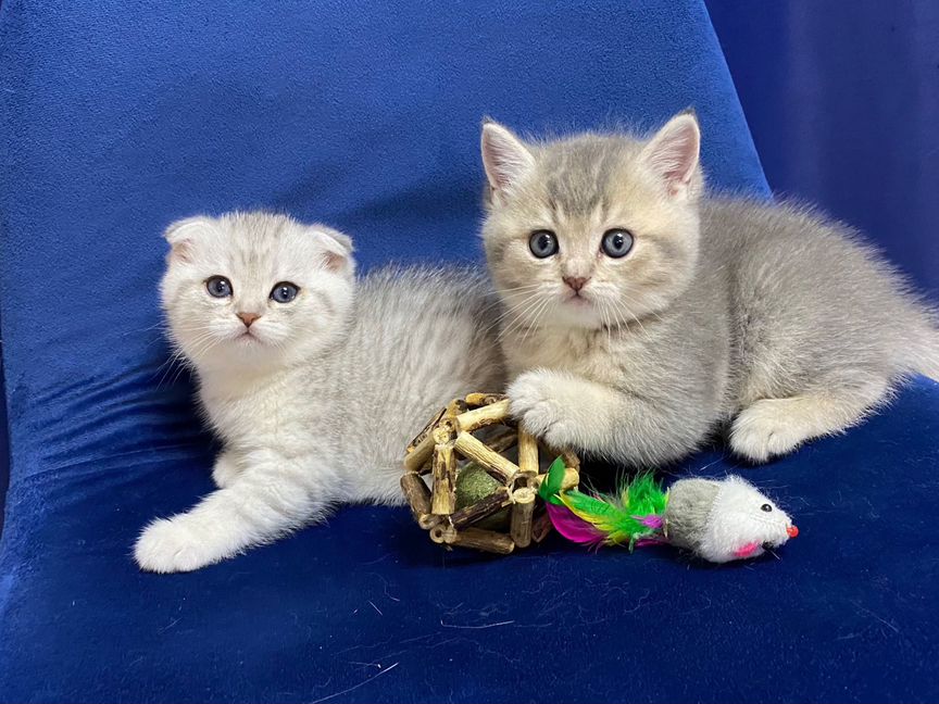 Шотландские котята