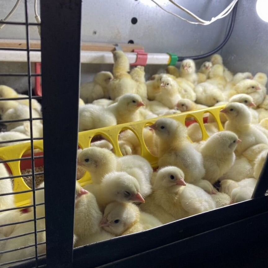 Суточный бройлер кобб 500 Чехия