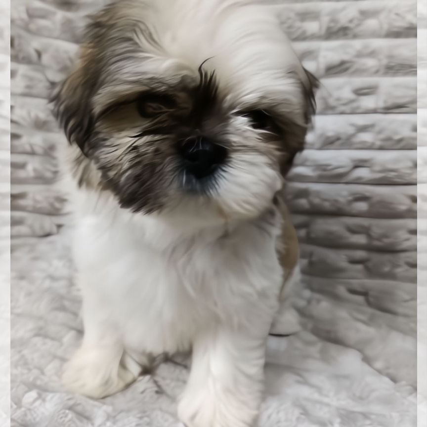 Ши-тцу, щенок