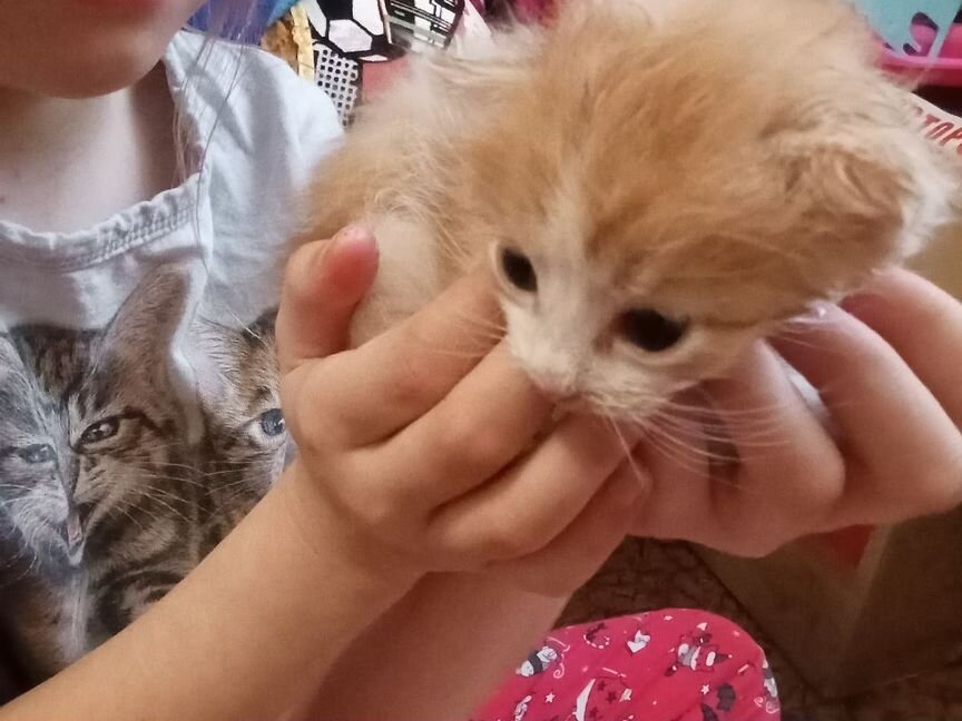 Котёнок
