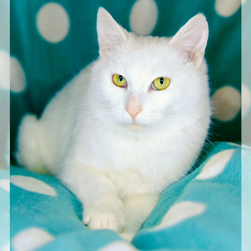 Белая кошечка