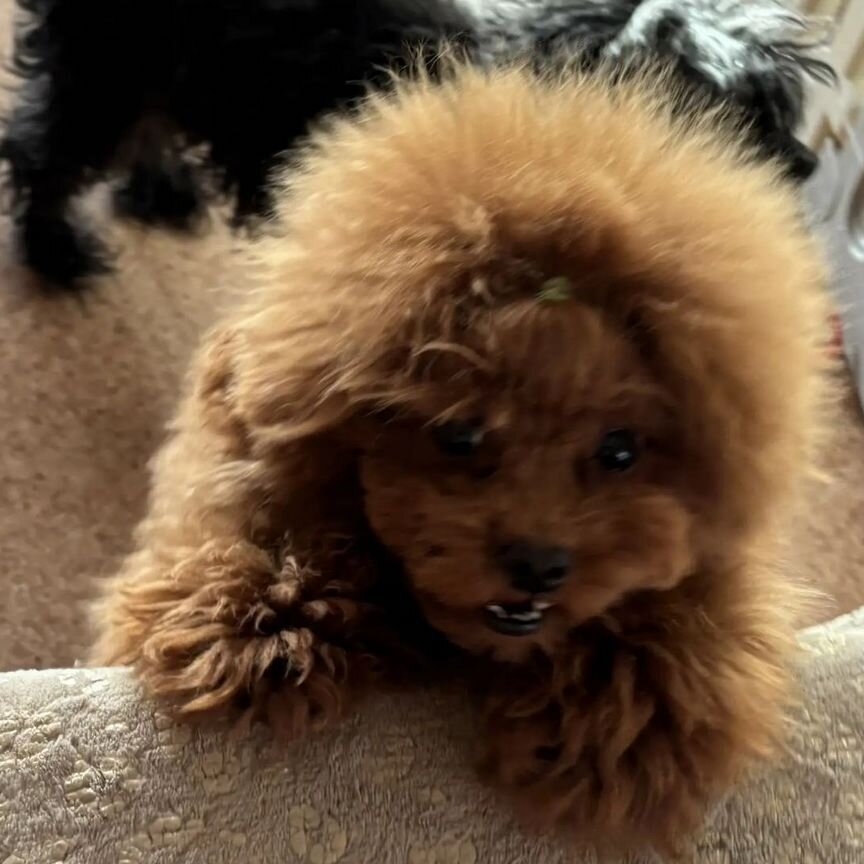 Пудель, щенок