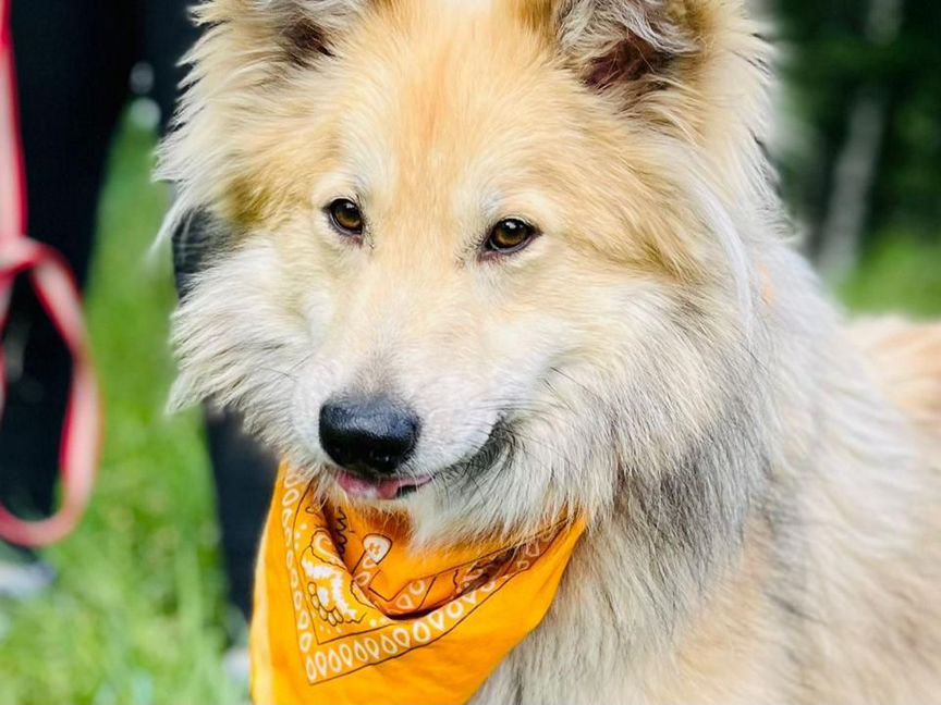 Собака в добрые руки отдам бесплатно