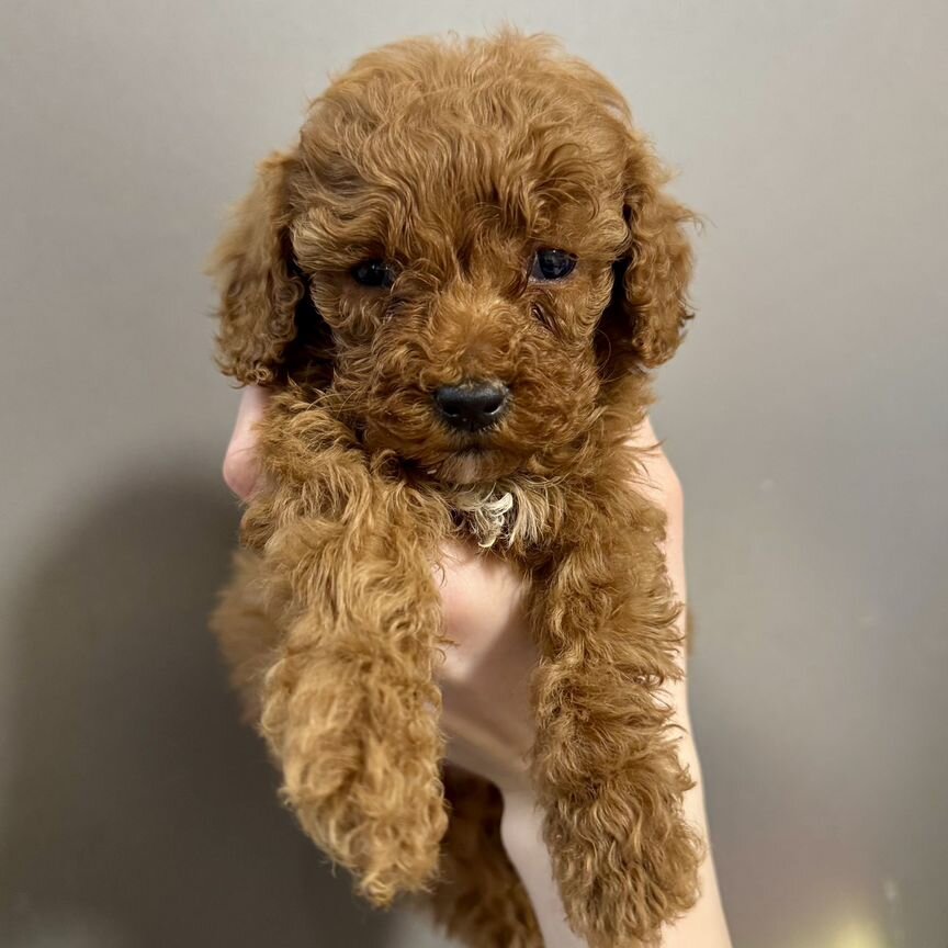 Той-пудель, щенок