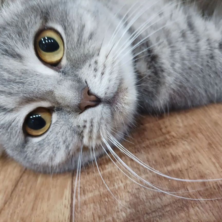 Кошка вислоухая