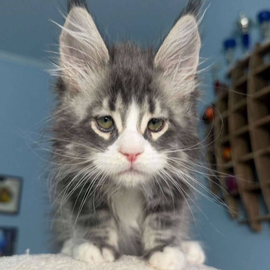 Мейн-кун котёнок