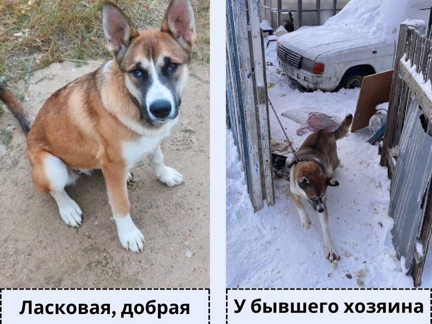 Собака в добрые руки