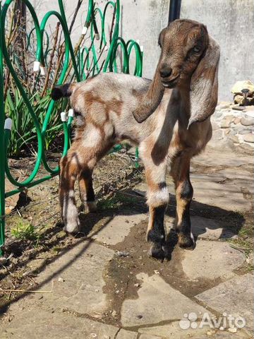 Англо нубийские козочки