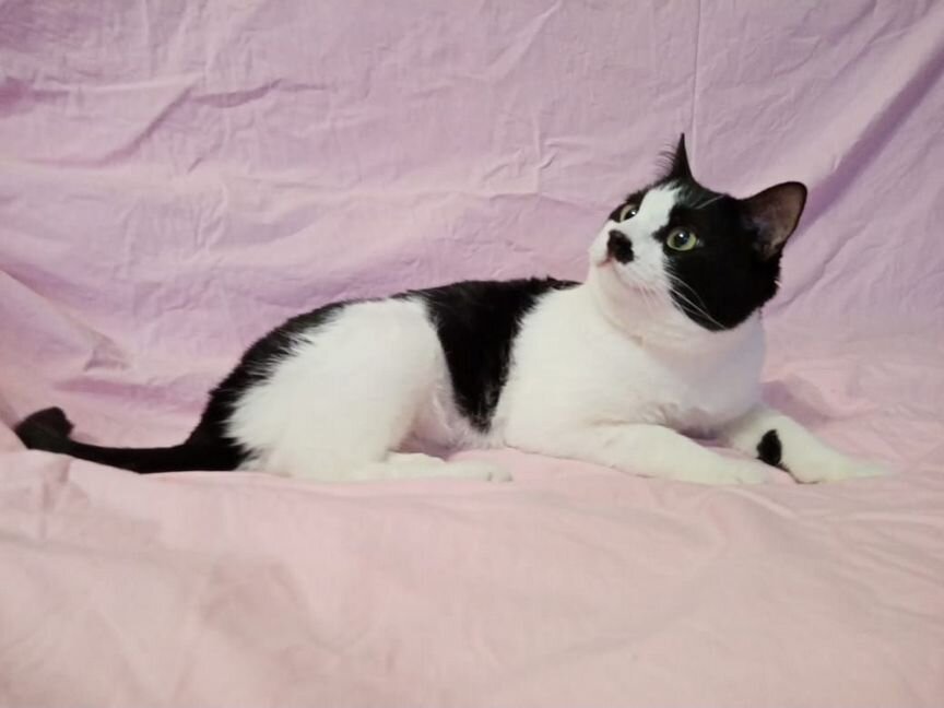 Котик в добрый руки