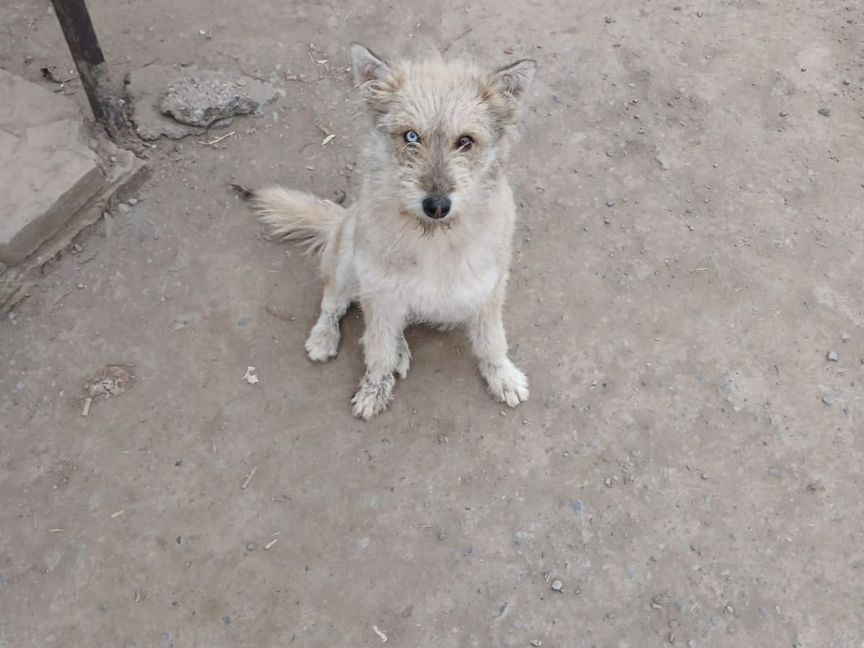 Собака Кукла