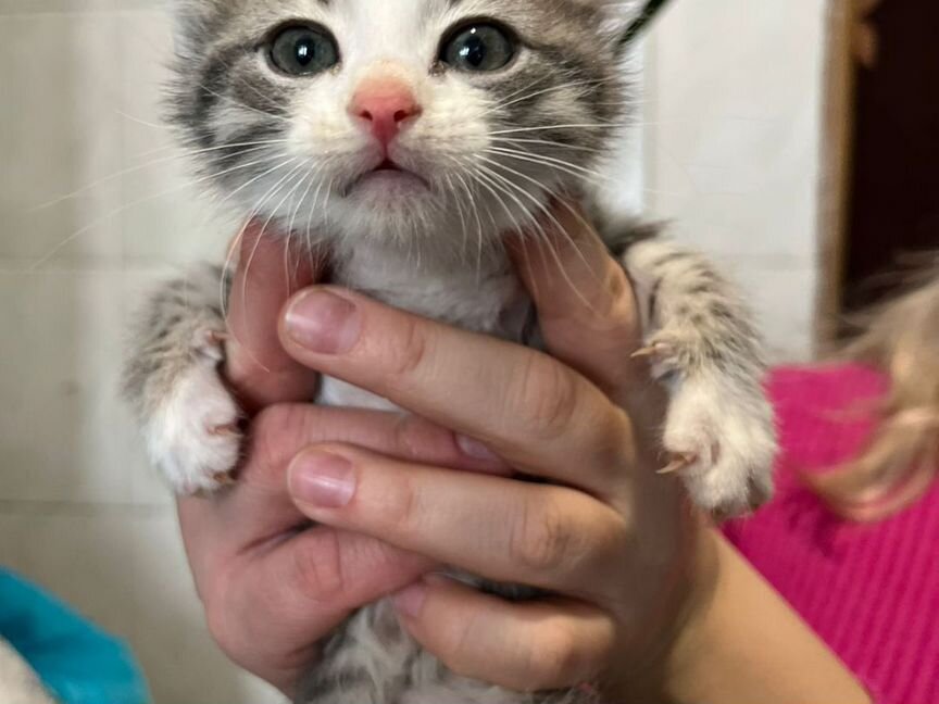 Котятки из приюта