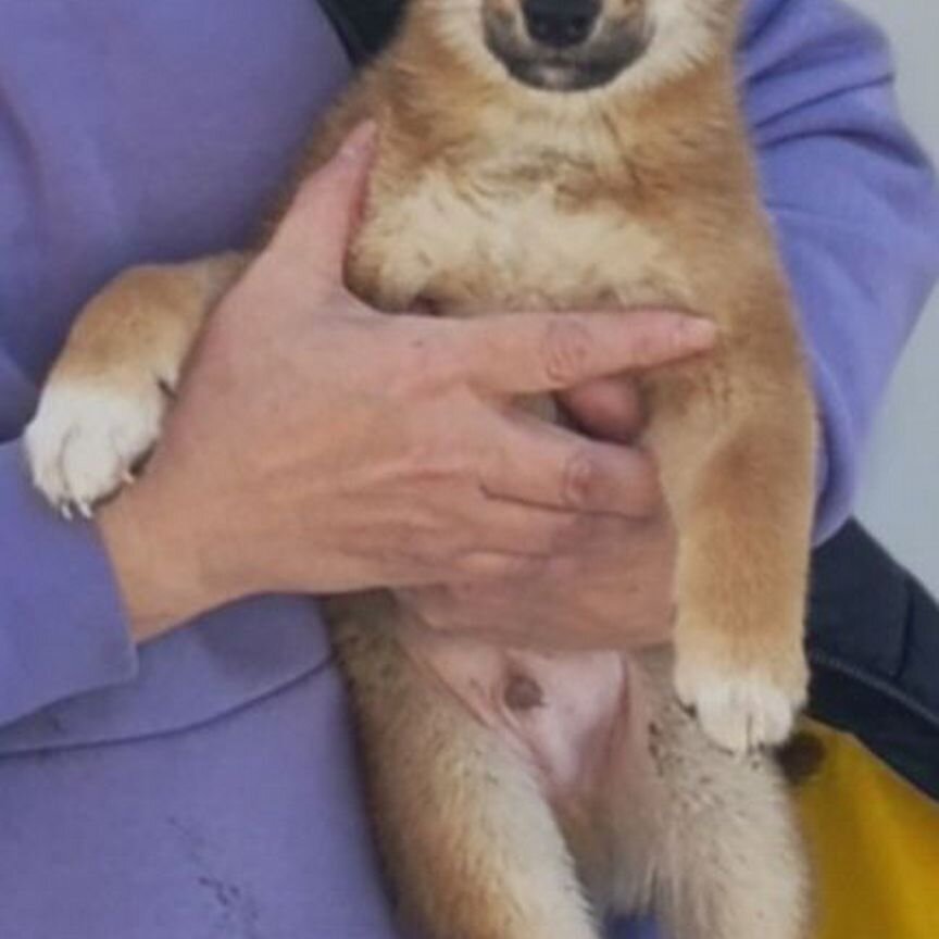 Щенки Сиба ину