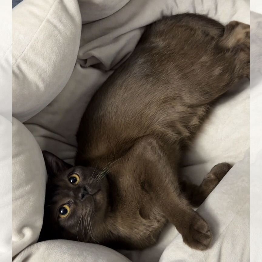 Европейский бурманский котёнок