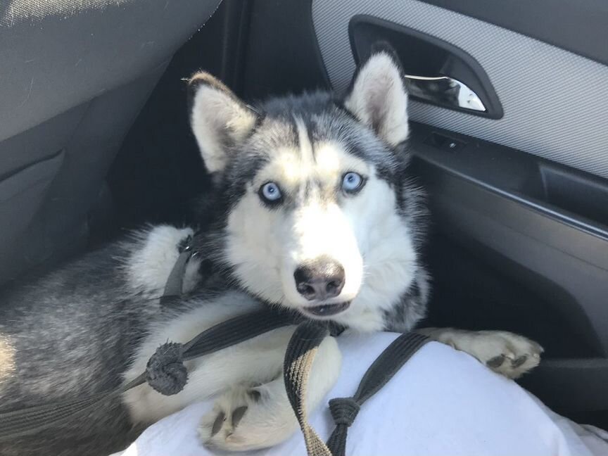 Отдам в добрые руки