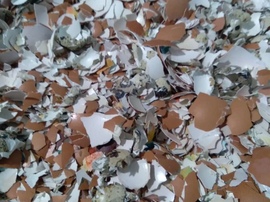 Куриная скорлупа