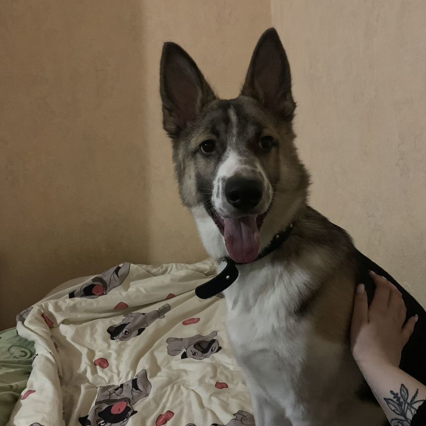 Отдам собаку в добрые руки