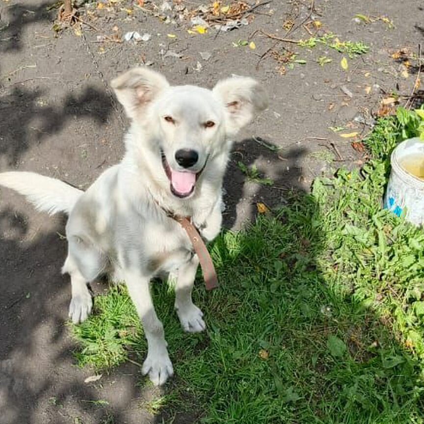 Собака в добрые руки отдам бесплатно
