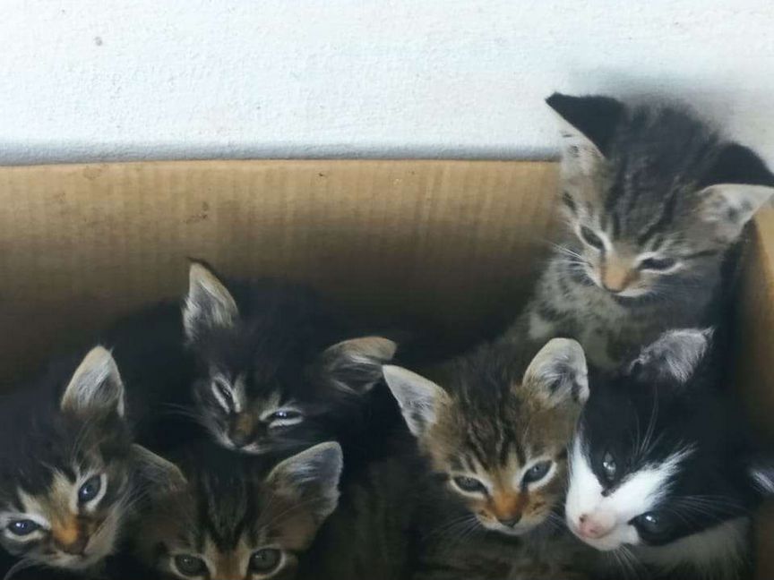 Бездомные котики ищут дом