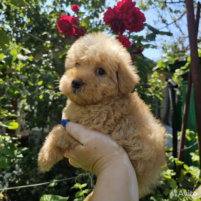 Воздушные облачка f1