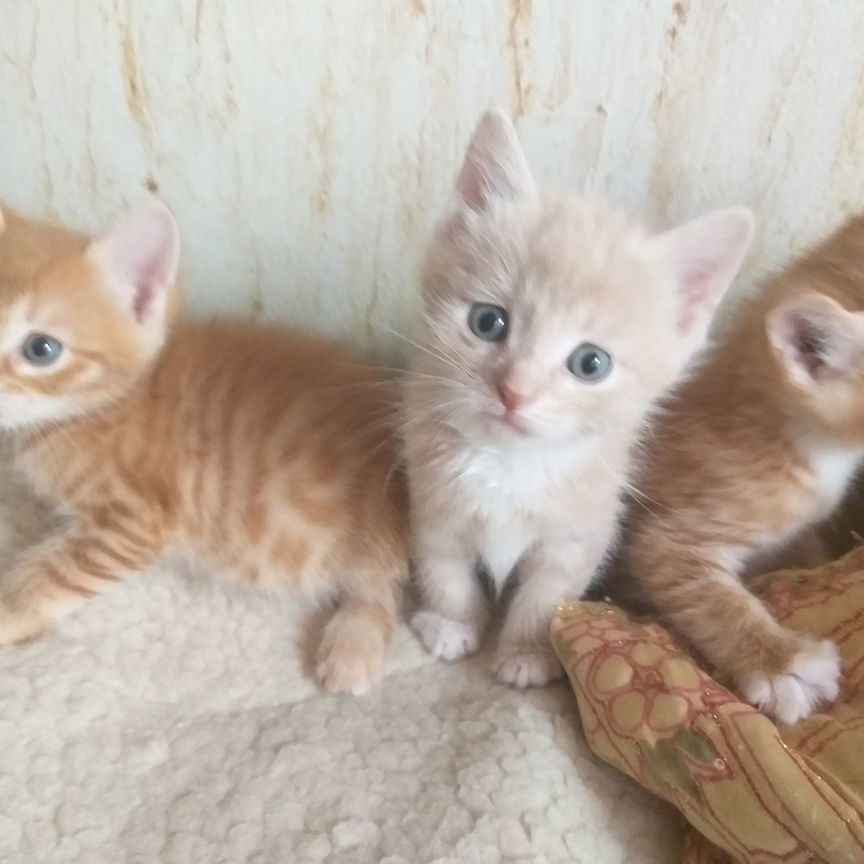 Котята в добрые руки
