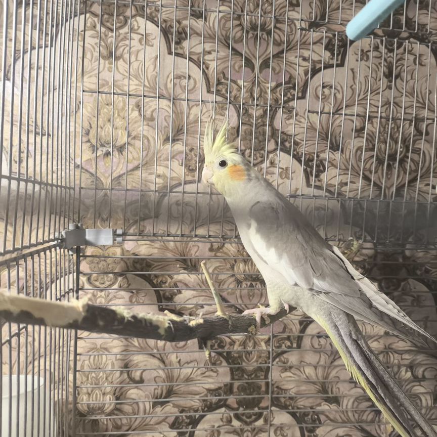 Попугай корелла птенец