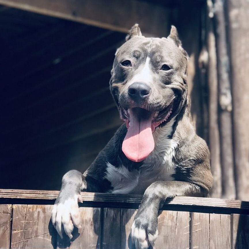 Стаффорд вязка