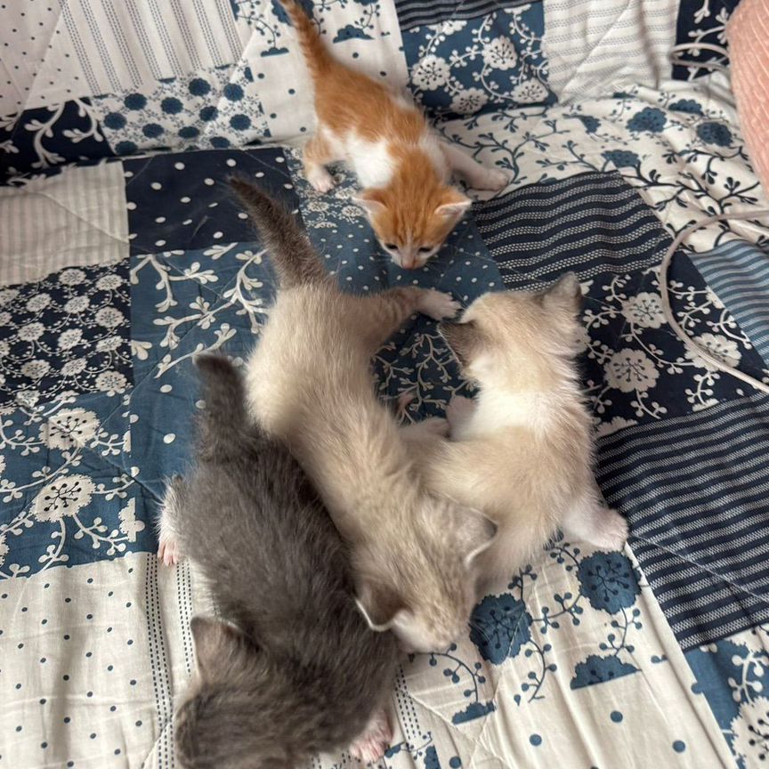 Котёнок в добрые руки