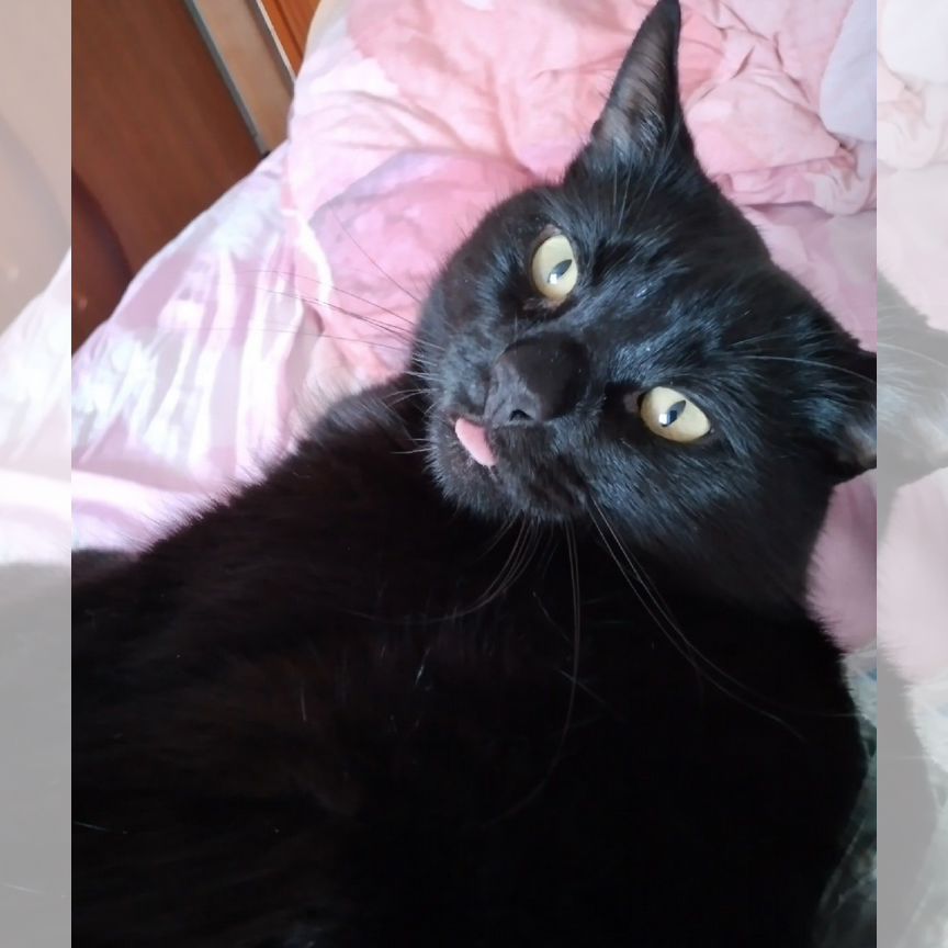 Взрослый кот в добрые руки