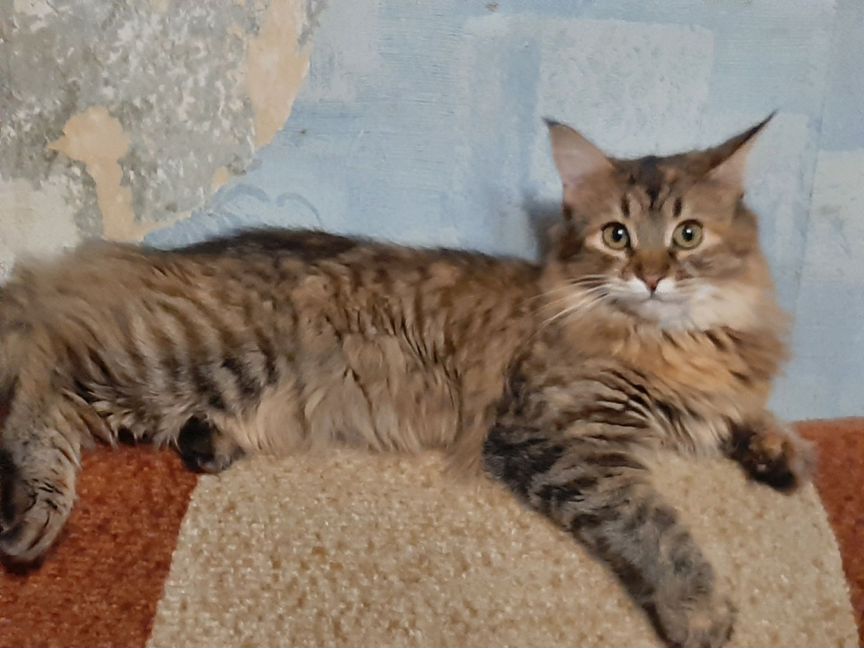 Смесь мейкуна