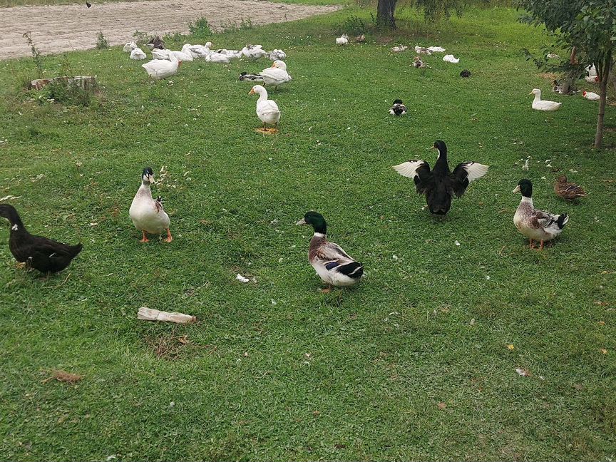 Утки, молодые петушки, бролеры