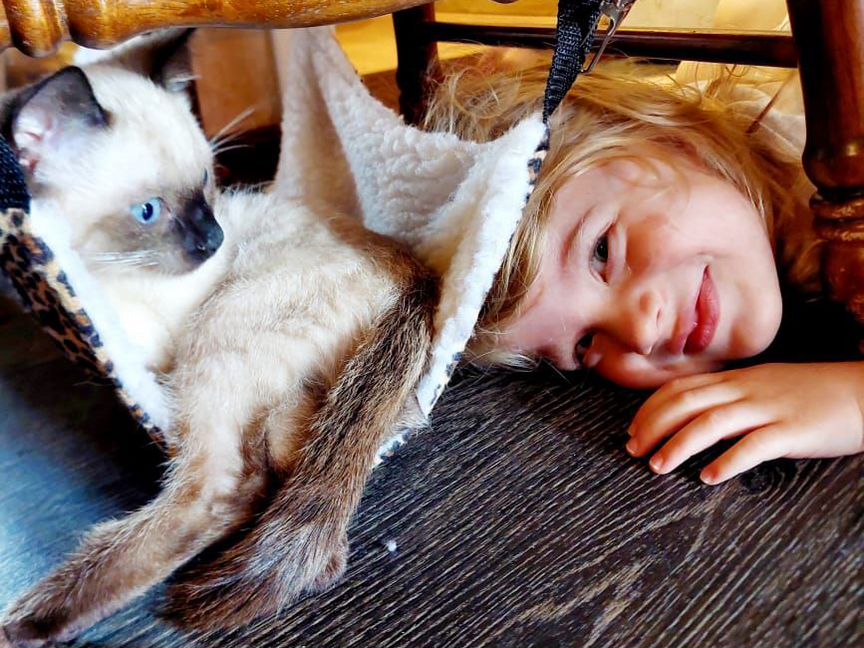 Котик бесплатно