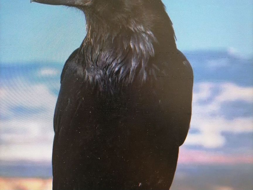 Ворон вороненок