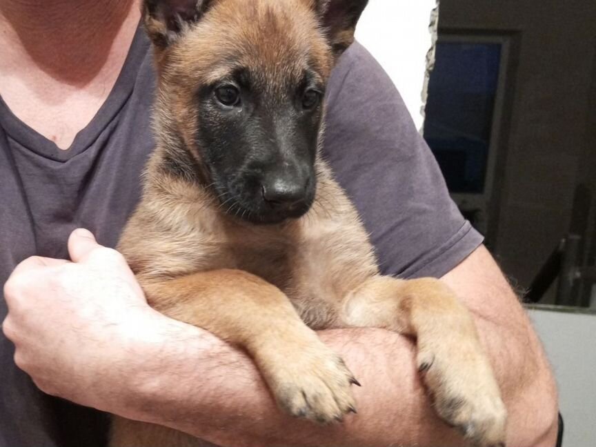 Щенки Бельгийской овчарки "Малинуа"