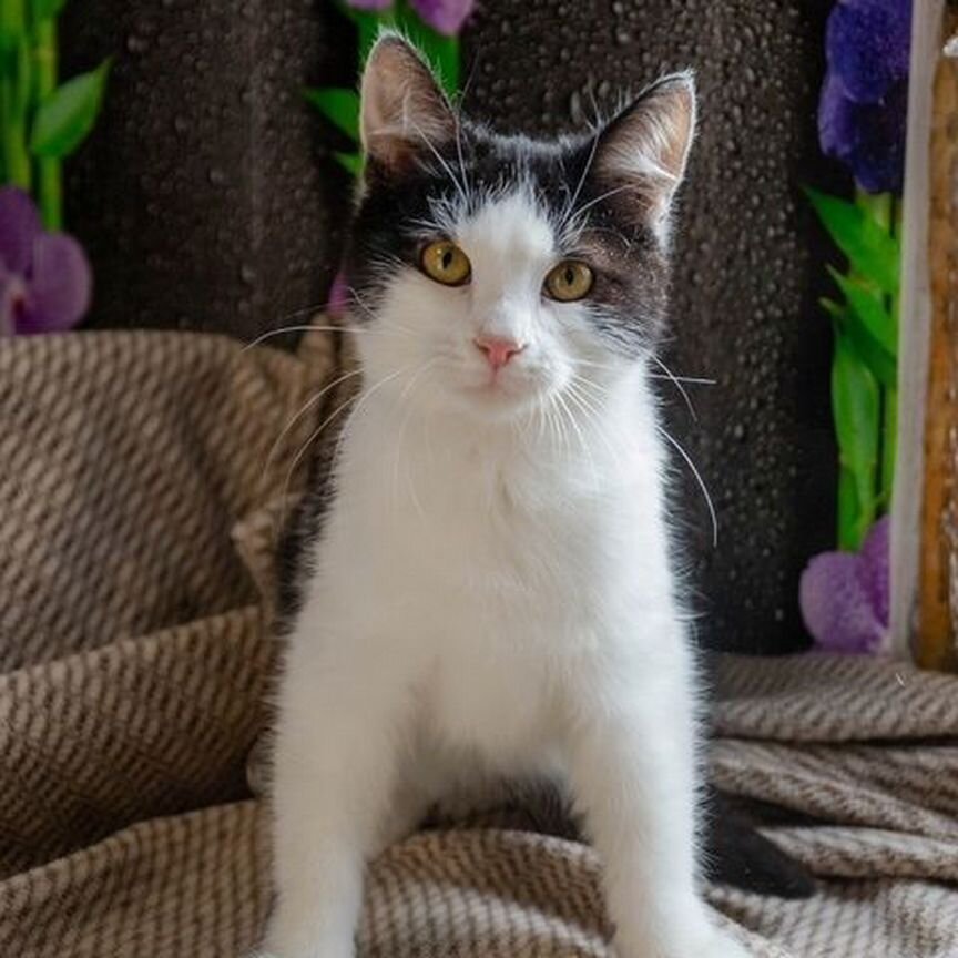 Котенок Джонни в поисках семьи