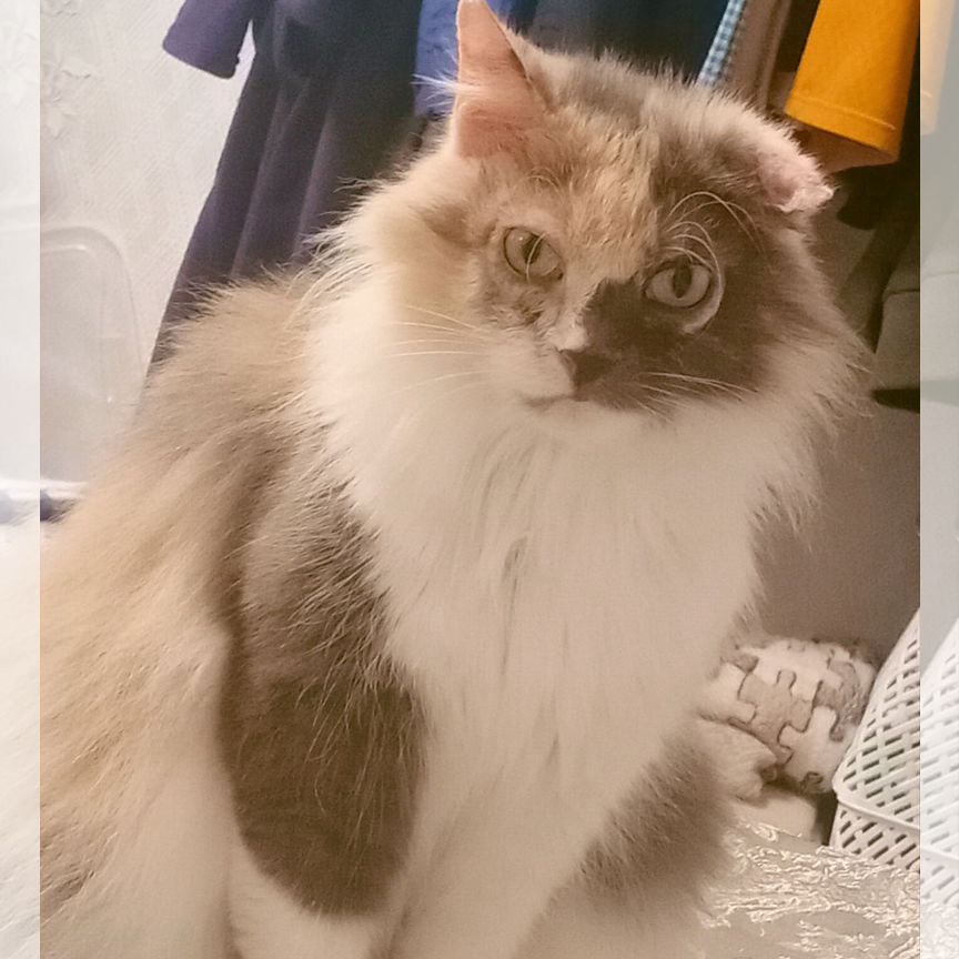 Ищу любящих котородителей