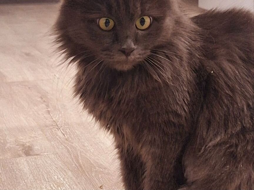 Кошка Дымочка, 2-3 года