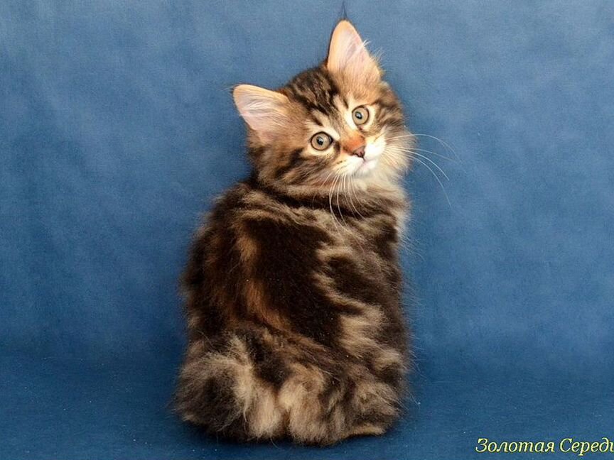 Курильский бобтейл котёнок
