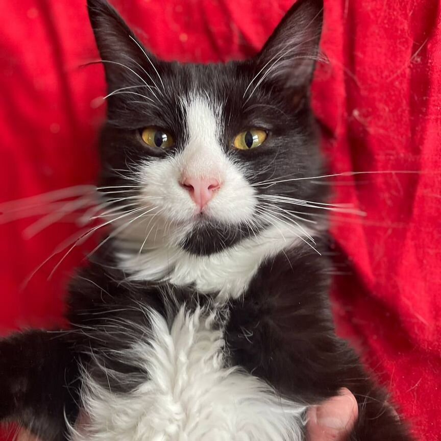 Котенок в добрые руки