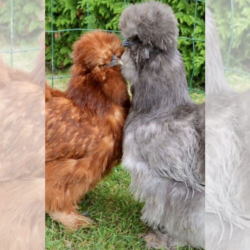 Китайские шелковые куры