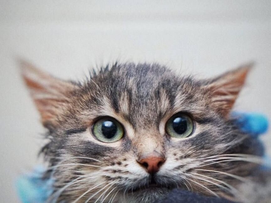 Серый котенок в поиске дома