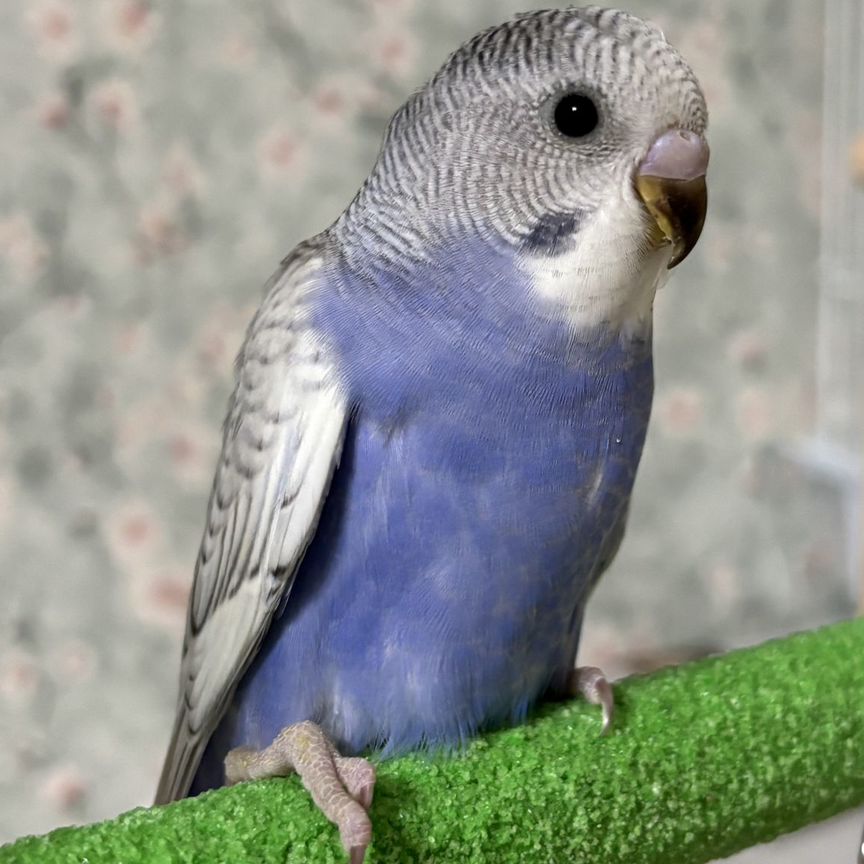 Птенцы волнистый попугай спб