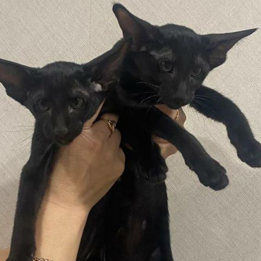 Ориентальные котята орики